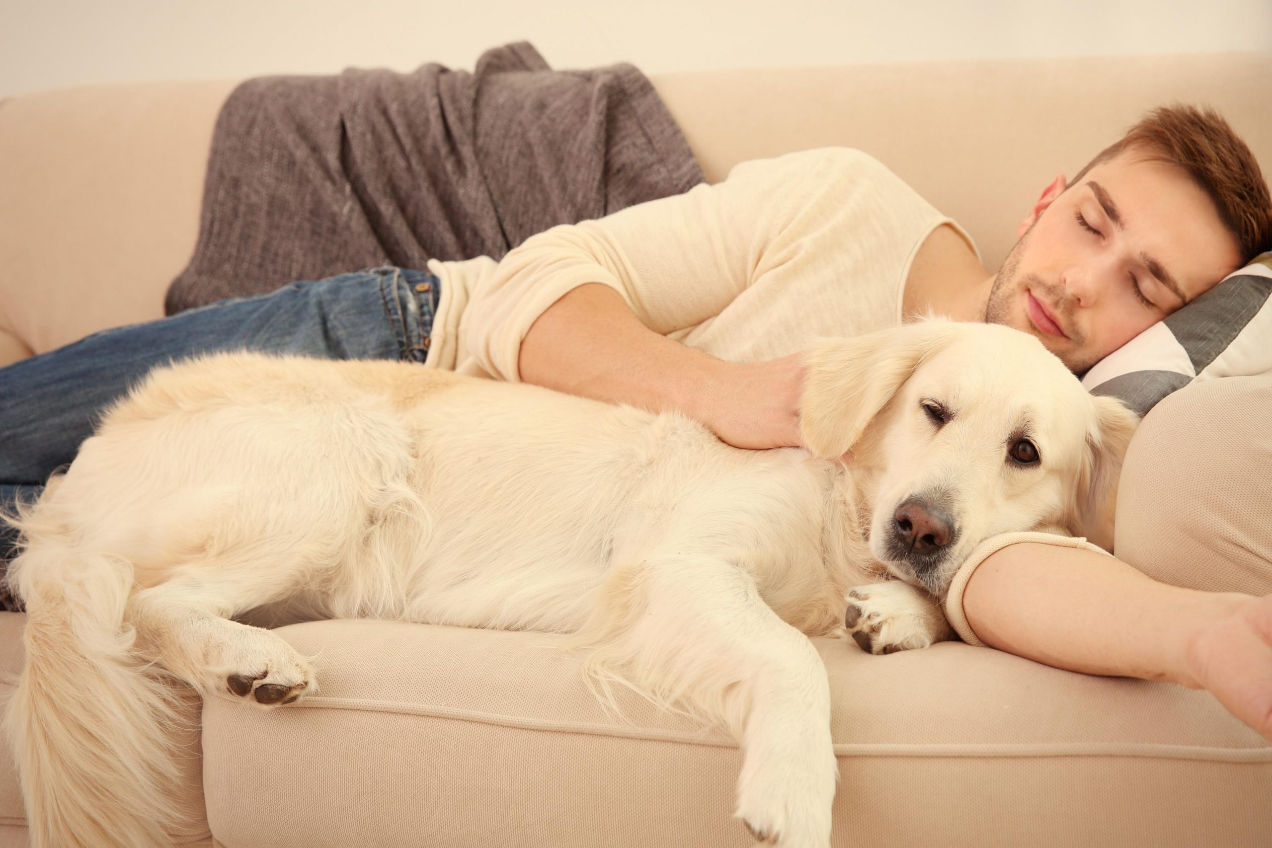 Labrador Retriever / Sky: The Family's Gentle Sunshine - The City Rat