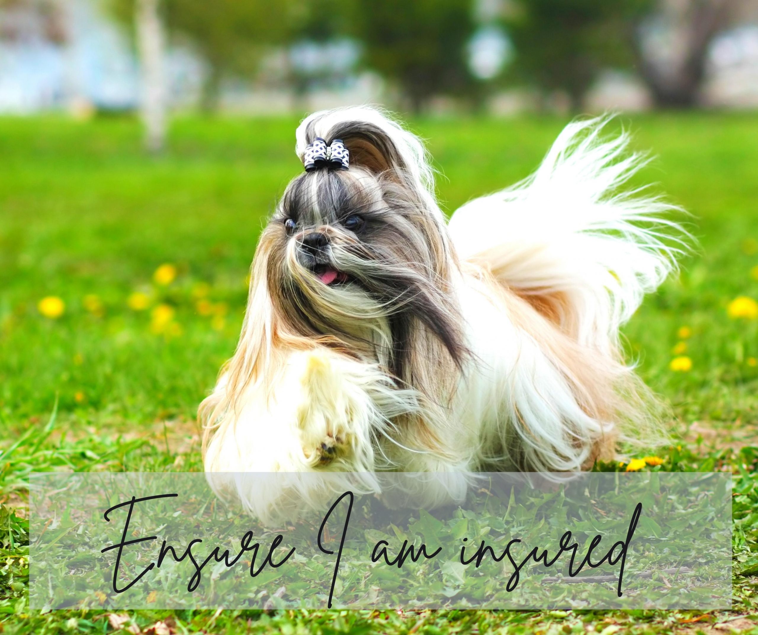 Pet Insurance / Secure your Furbabies' Life with Cebuana Lhuillier Pet ...